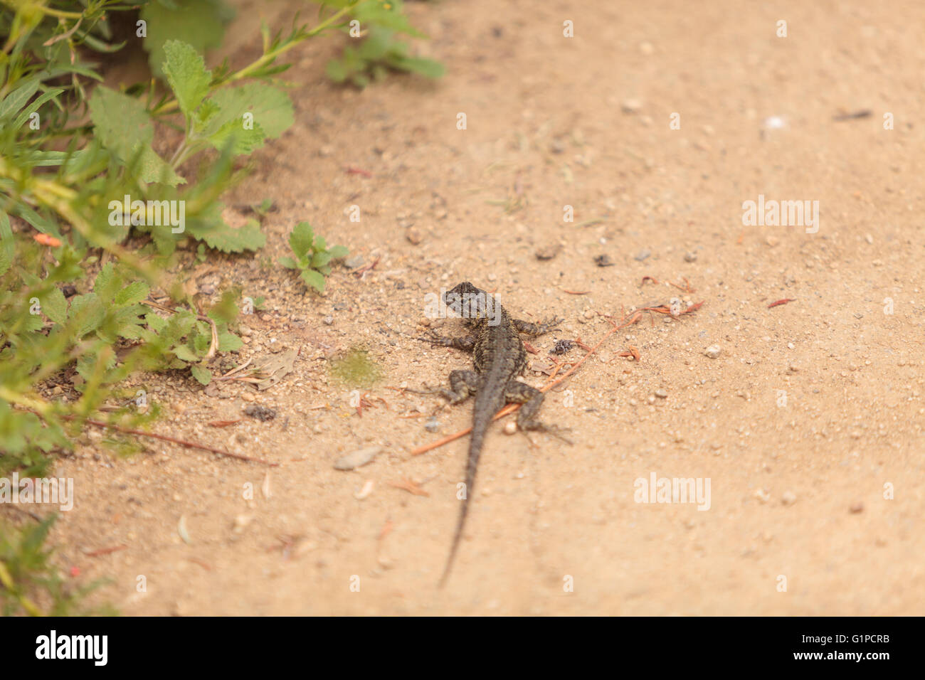 Brown common fence lizard, Sceloporus occidentalis, perches on the edge ...