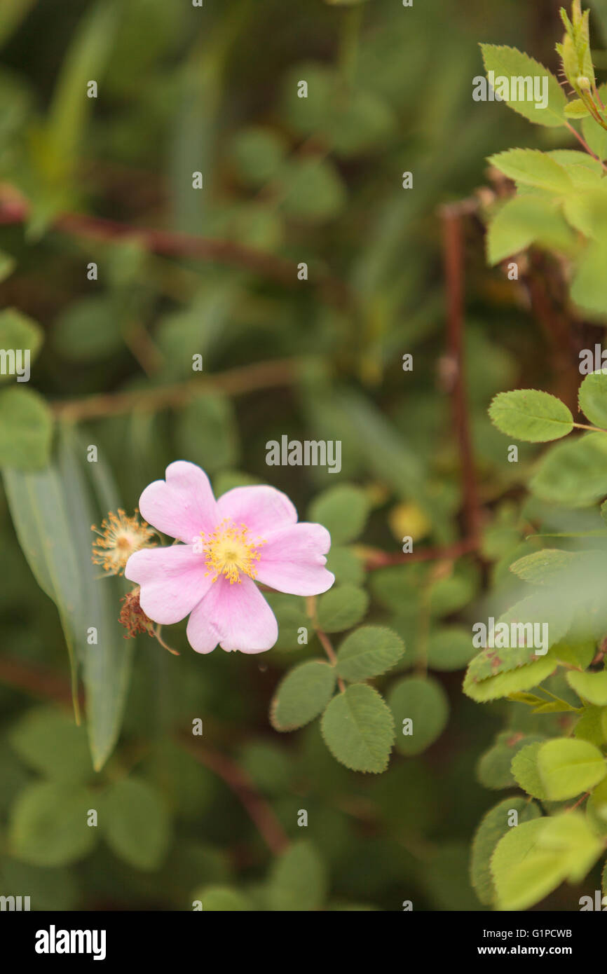 Wild roses on a beach in summer in Chatham, Massachusetts on Cape Cod ...