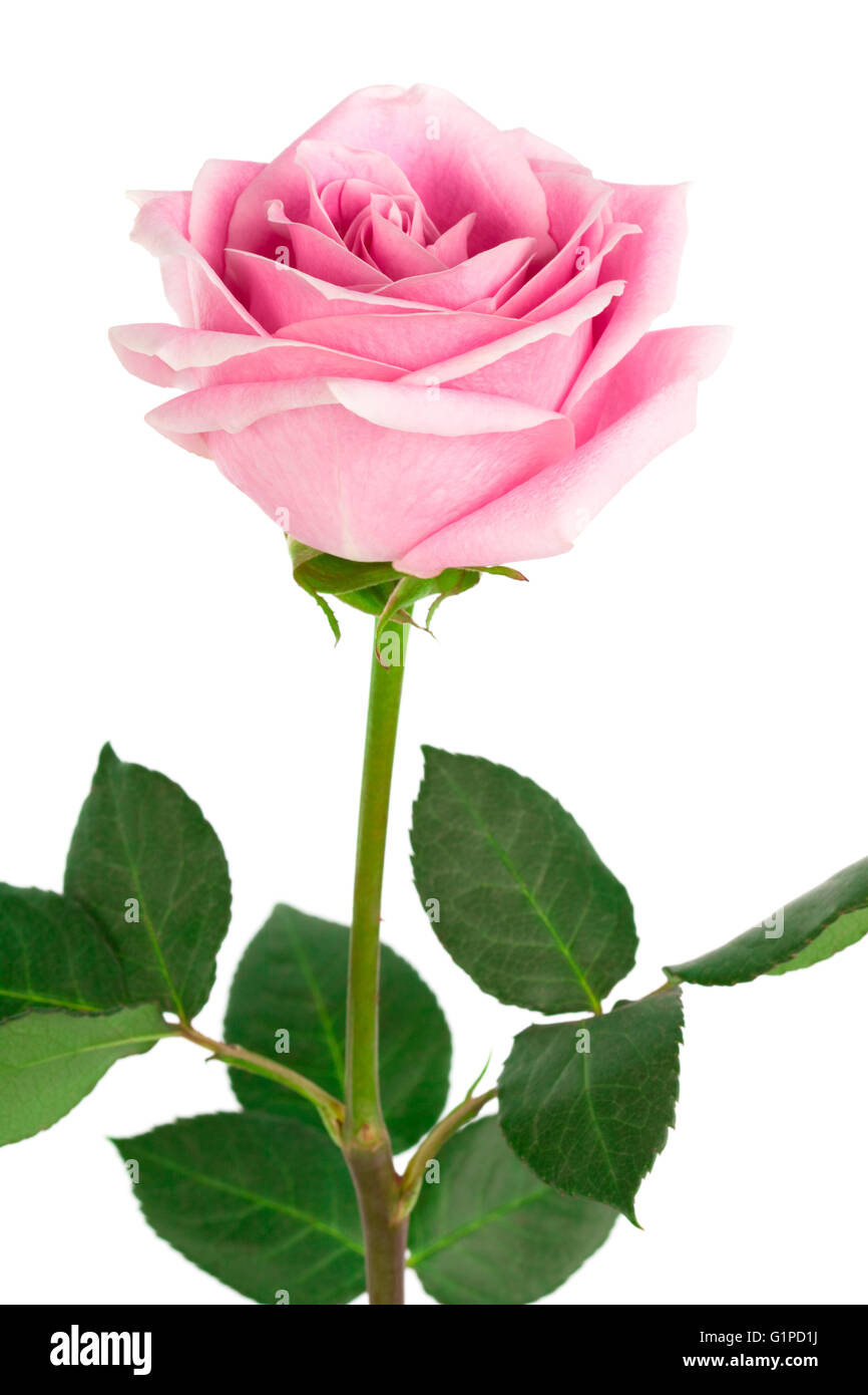 single pink rose on a white background Stock Photo - Alamy