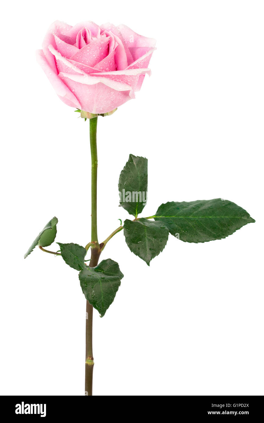 single pink rose on a white background Stock Photo - Alamy