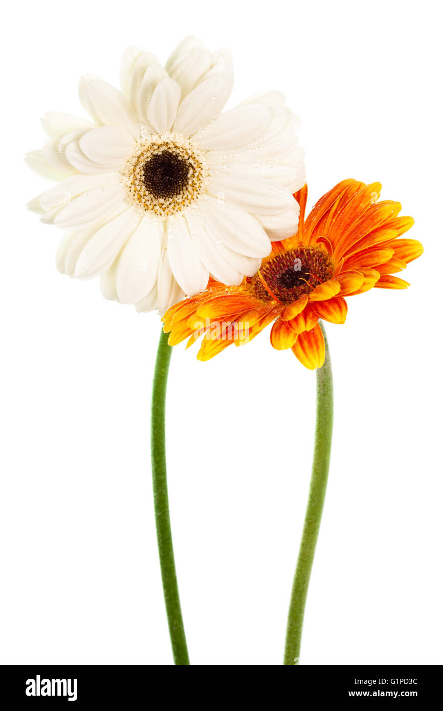 Beautiful two gerbera on a white background Stock Photo - Alamy
