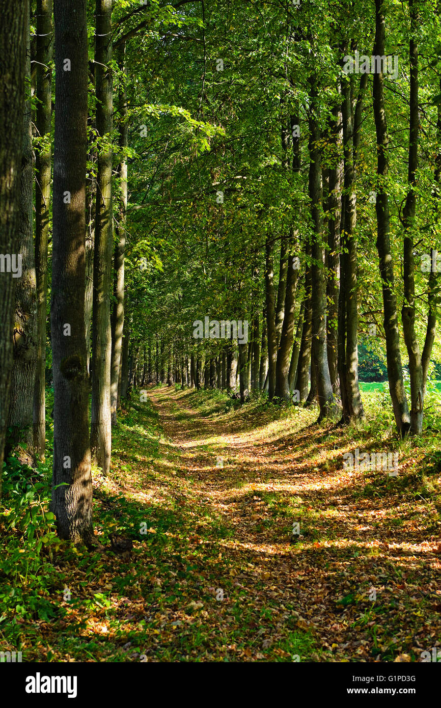 straight path in a dense forest Stock Photo - Alamy