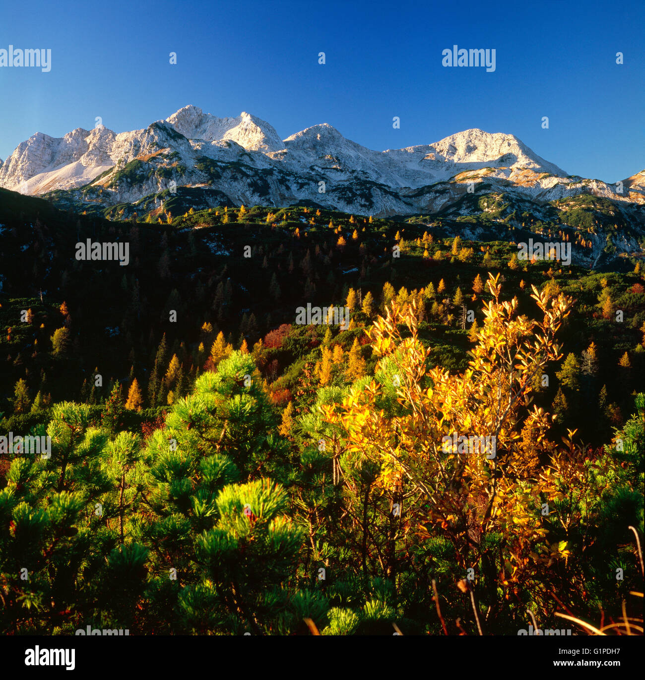 Colorful trees in autumn, Julian alps in Slovenia, Triglav national ...