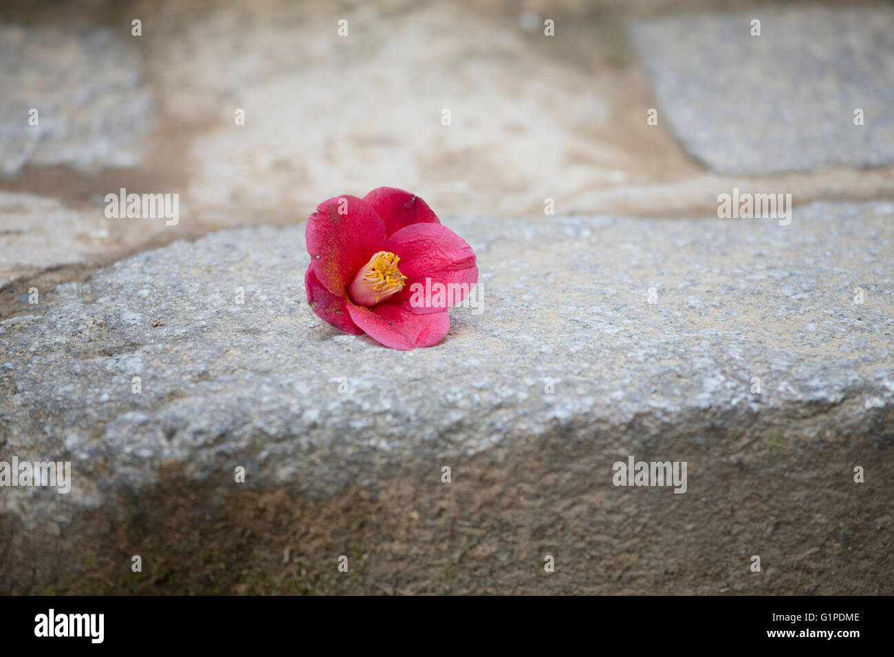 Flower abscission hi-res stock photography and images - Alamy