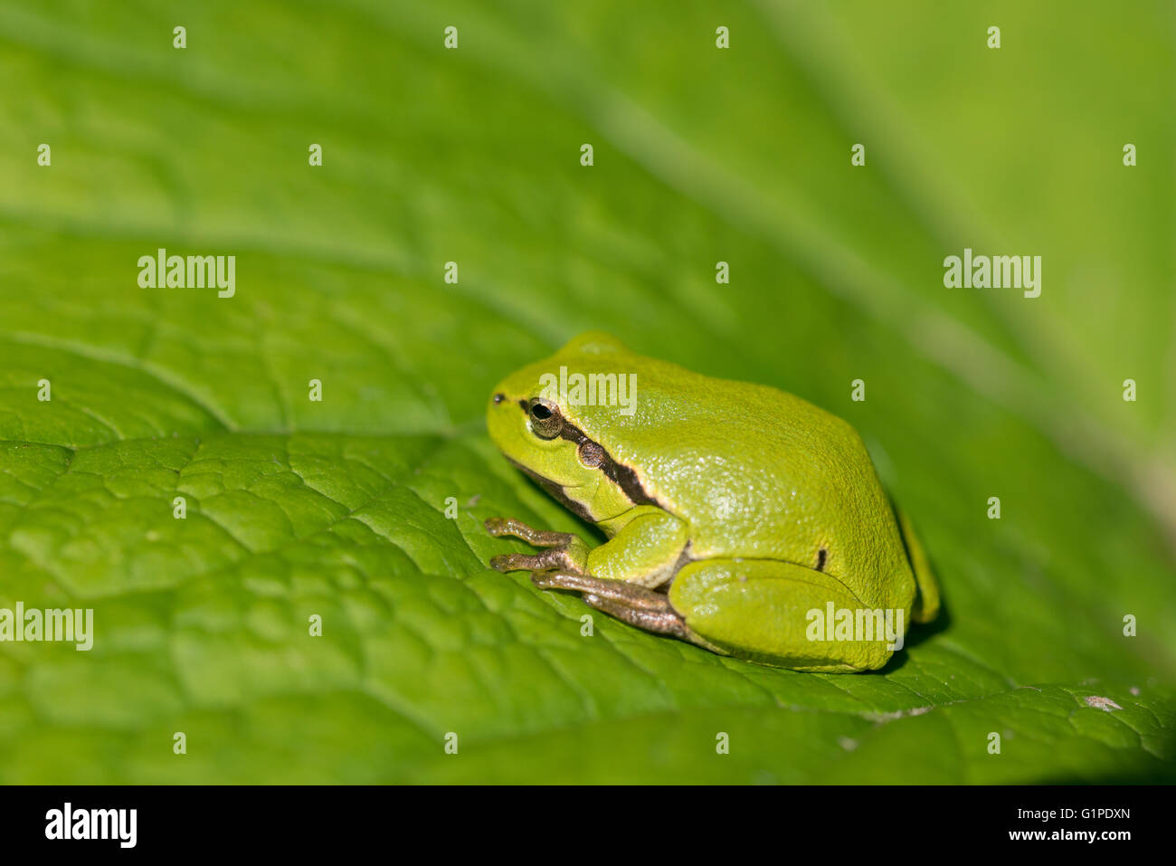 Frog waiting for insects hi-res stock photography and images - Alamy