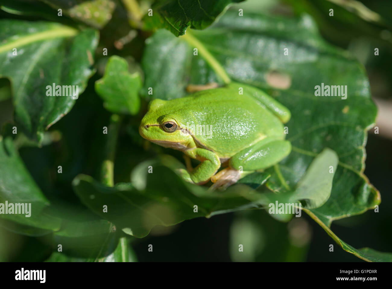 Frog waiting for insects hi-res stock photography and images - Alamy