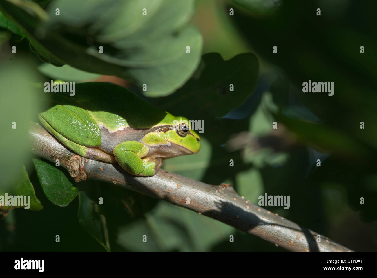 Frog waiting for insects hi-res stock photography and images - Alamy