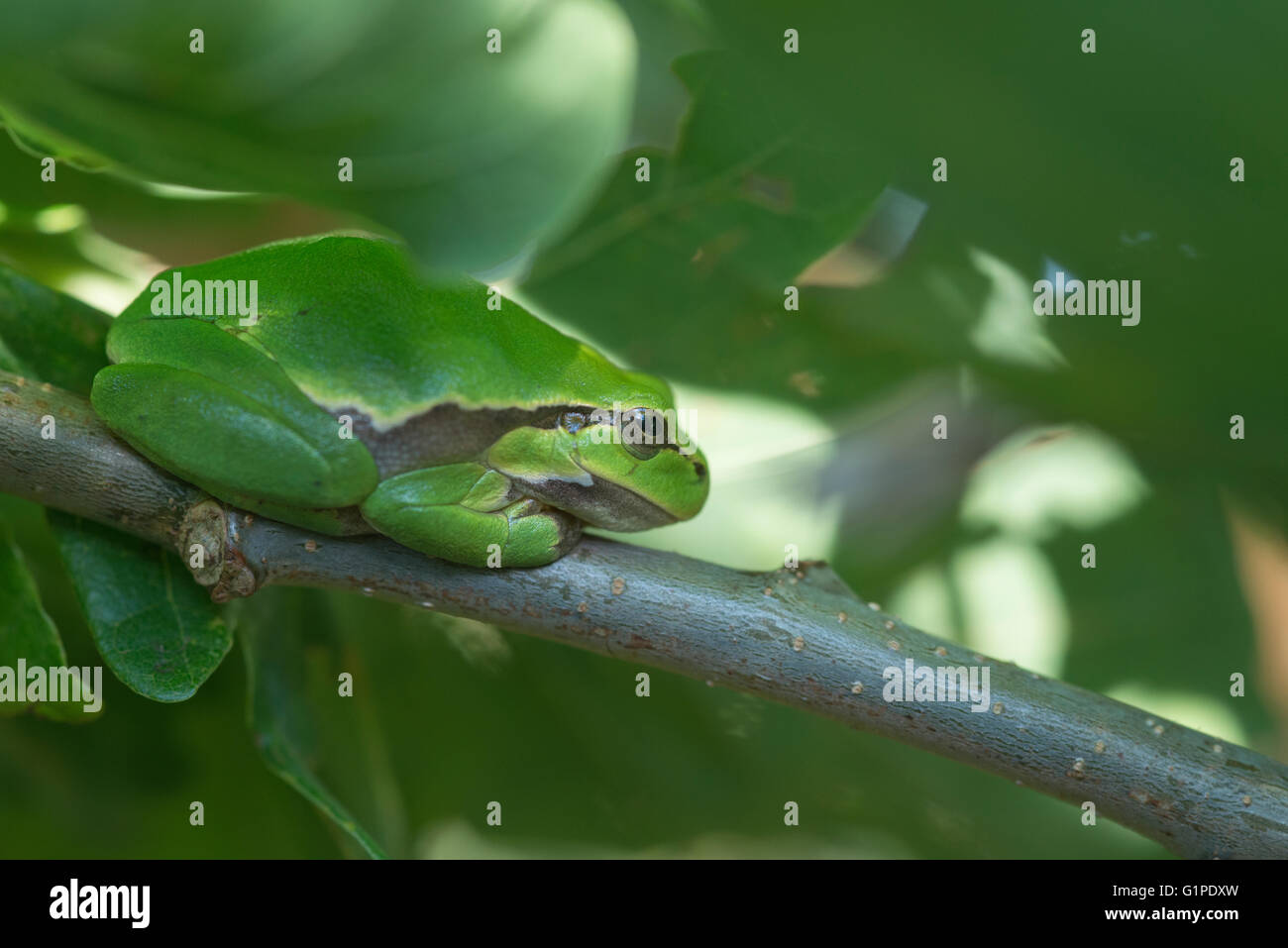 Frog waiting for insects hi-res stock photography and images - Alamy