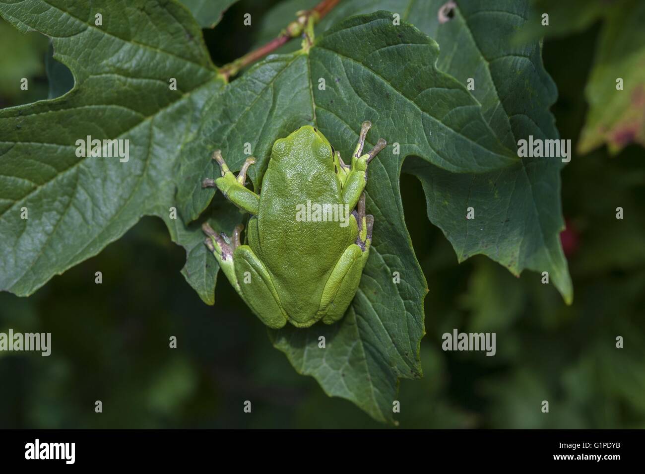 European tree frog (Hyla arborea) is waiting for hours for flies or ...