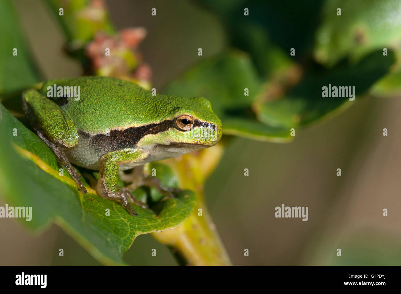 Frog waiting for insects hi-res stock photography and images - Alamy