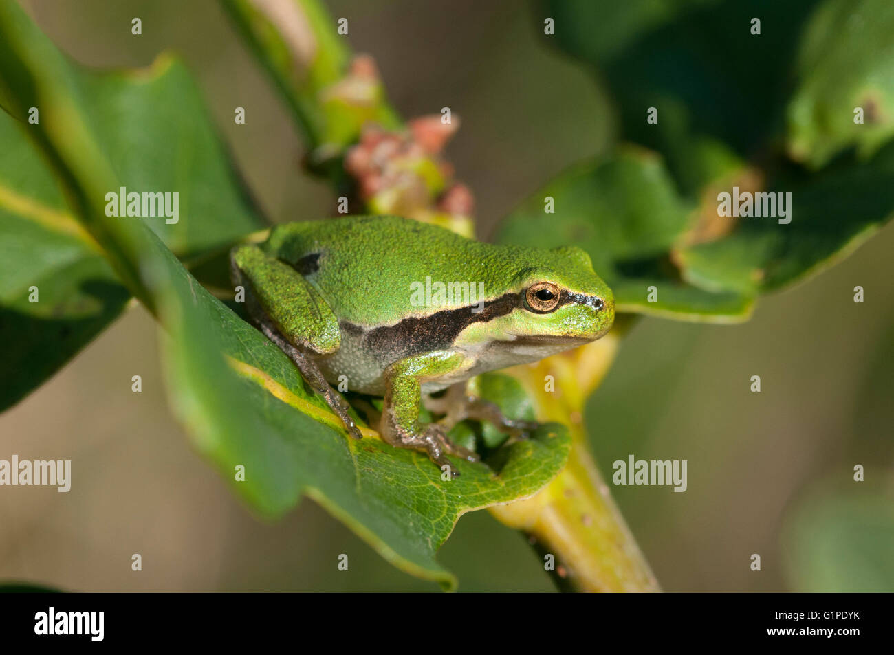 Frog waiting for insects hi-res stock photography and images - Alamy