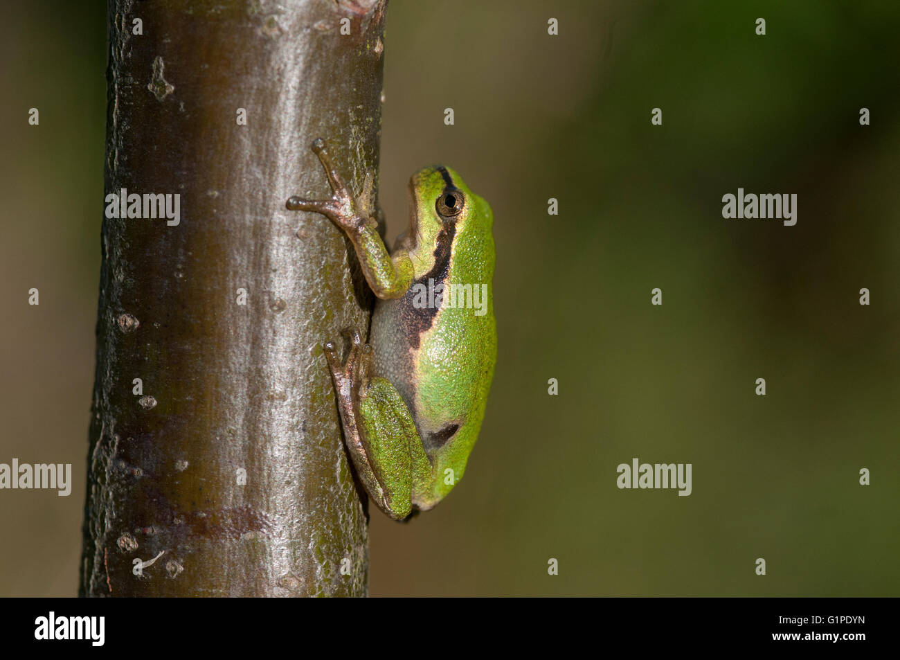 Frog waiting for insects hi-res stock photography and images - Alamy