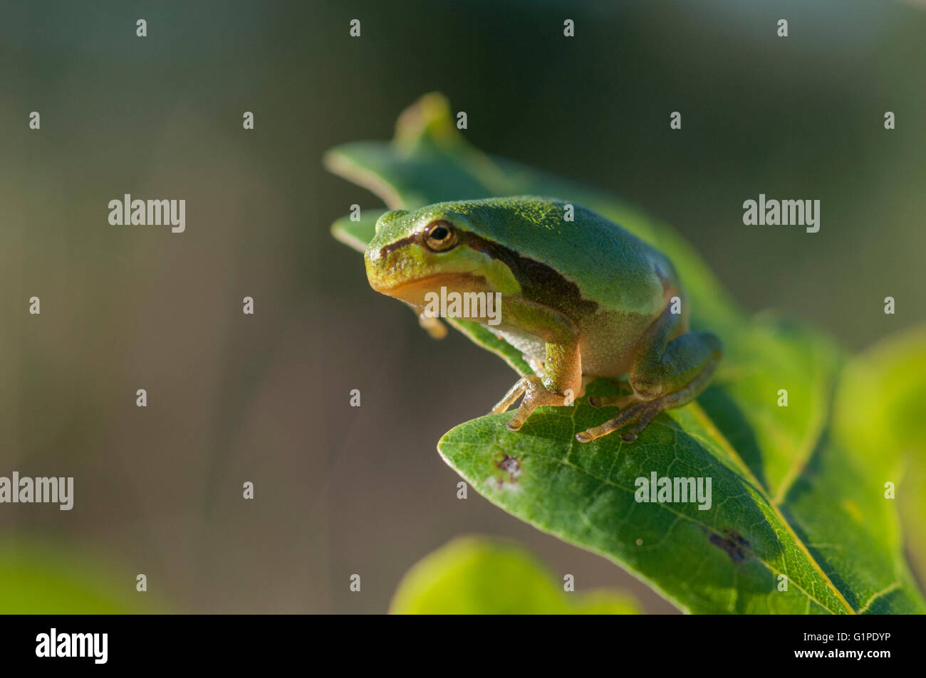 Frog waiting for insects hi-res stock photography and images - Alamy