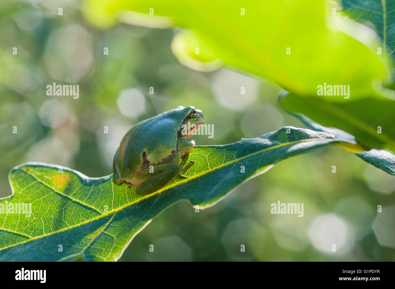 Frog waiting for insects hi-res stock photography and images - Alamy