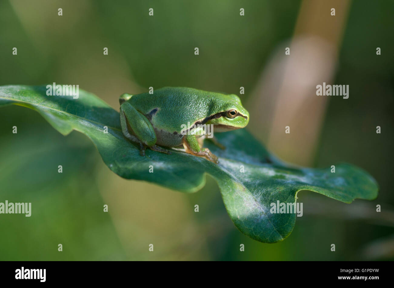 Frog waiting for insects hi-res stock photography and images - Alamy