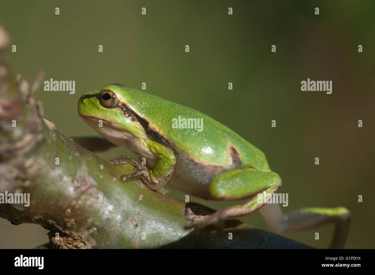 Frog waiting for insects hi-res stock photography and images - Alamy