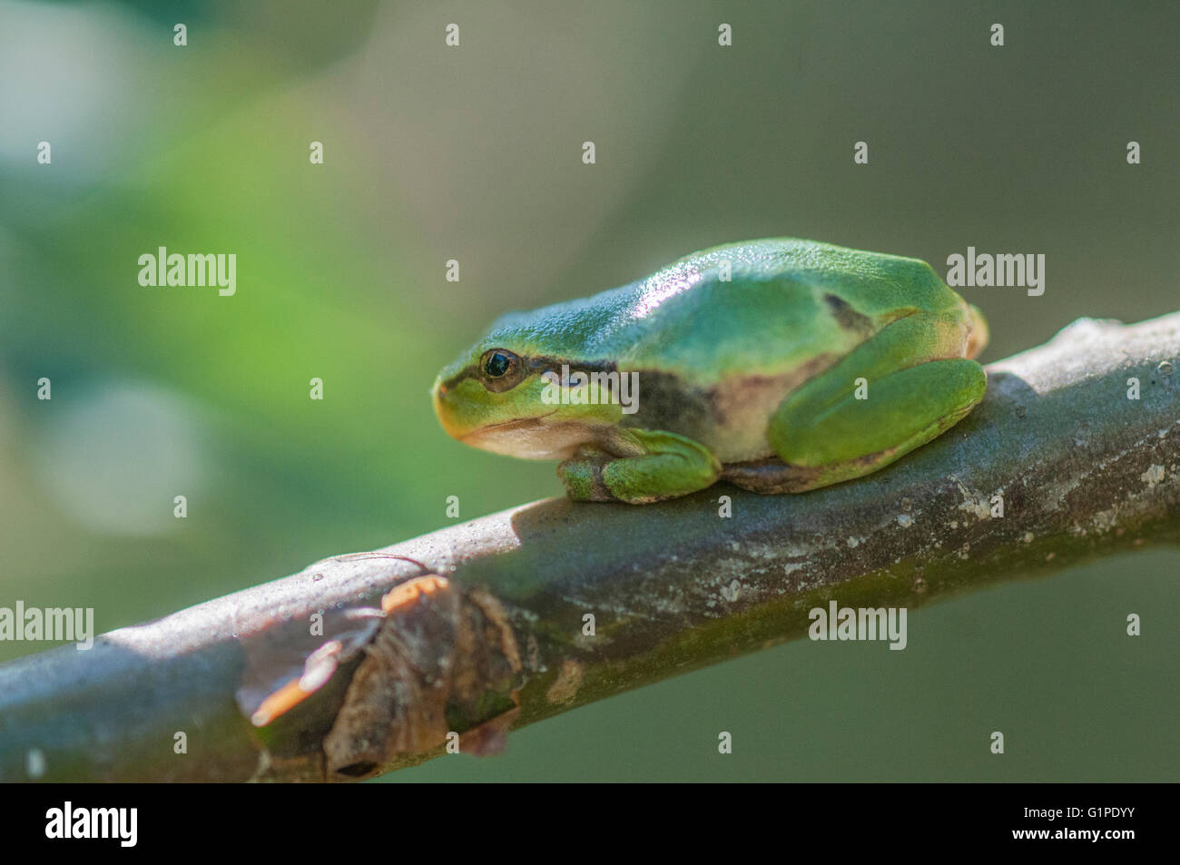 Frog waiting for insects hi-res stock photography and images - Alamy