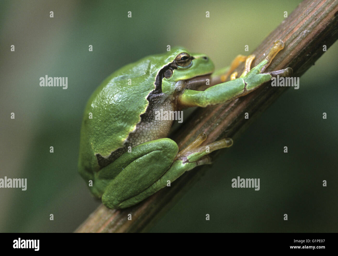 European tree frog (Hyla arborea) is working hard to shed and eat its ...