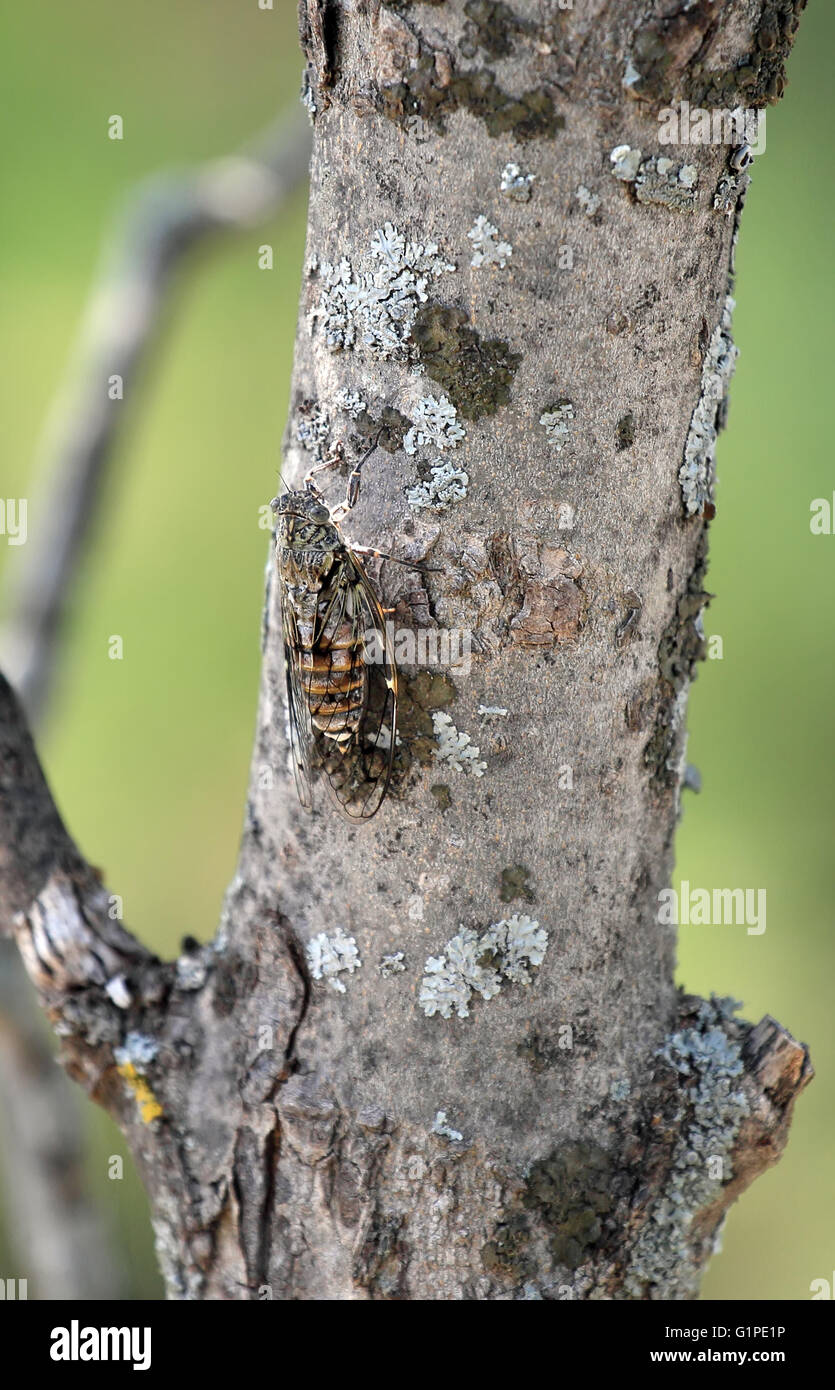 Noisy insects hi-res stock photography and images - Alamy