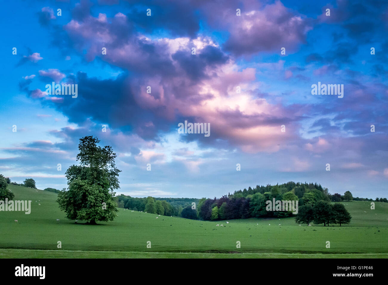 Classic view of rolling fields in southern England Stock Photo - Alamy