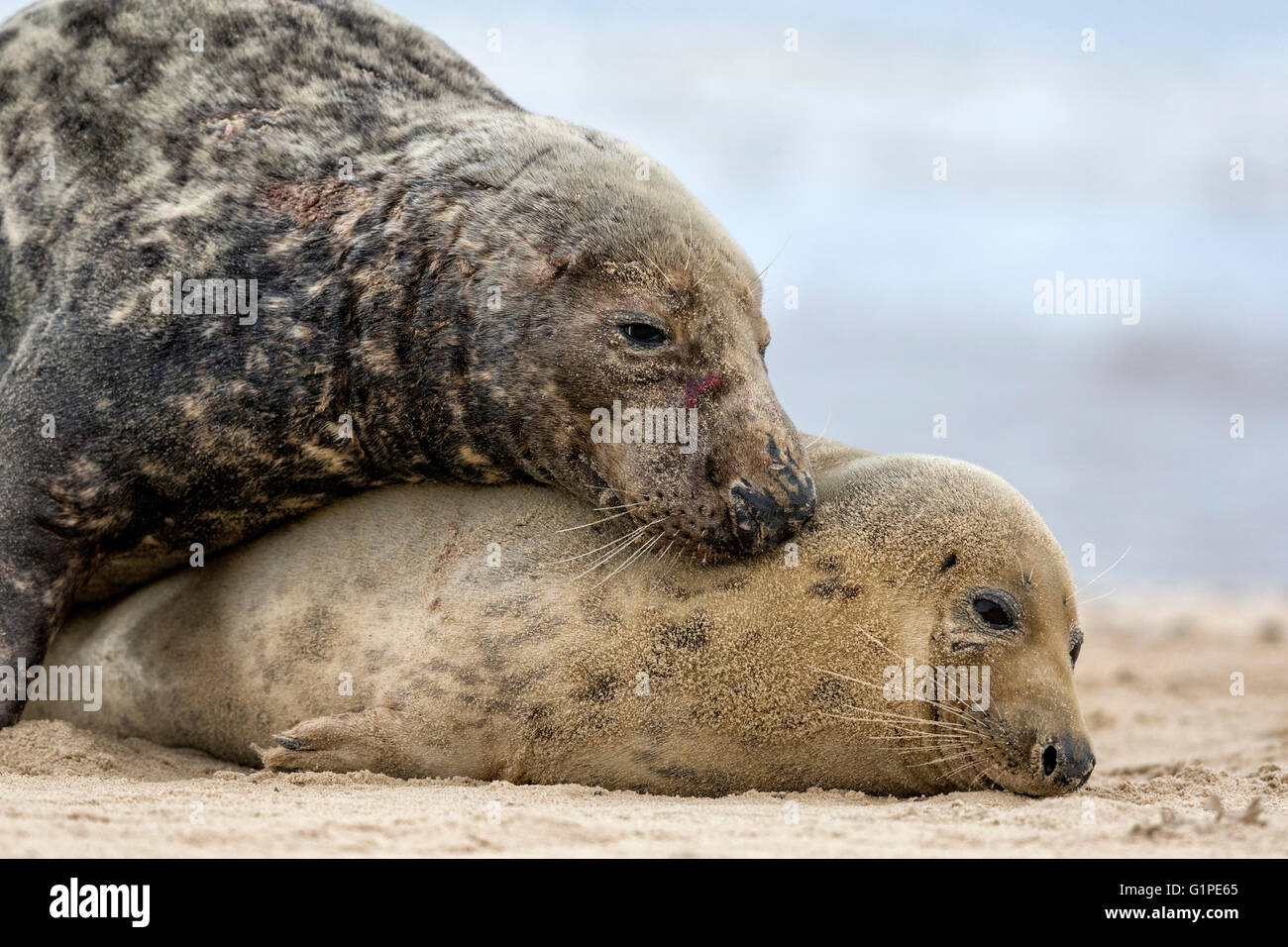 Cow and bull seal hi-res stock photography and images - Alamy