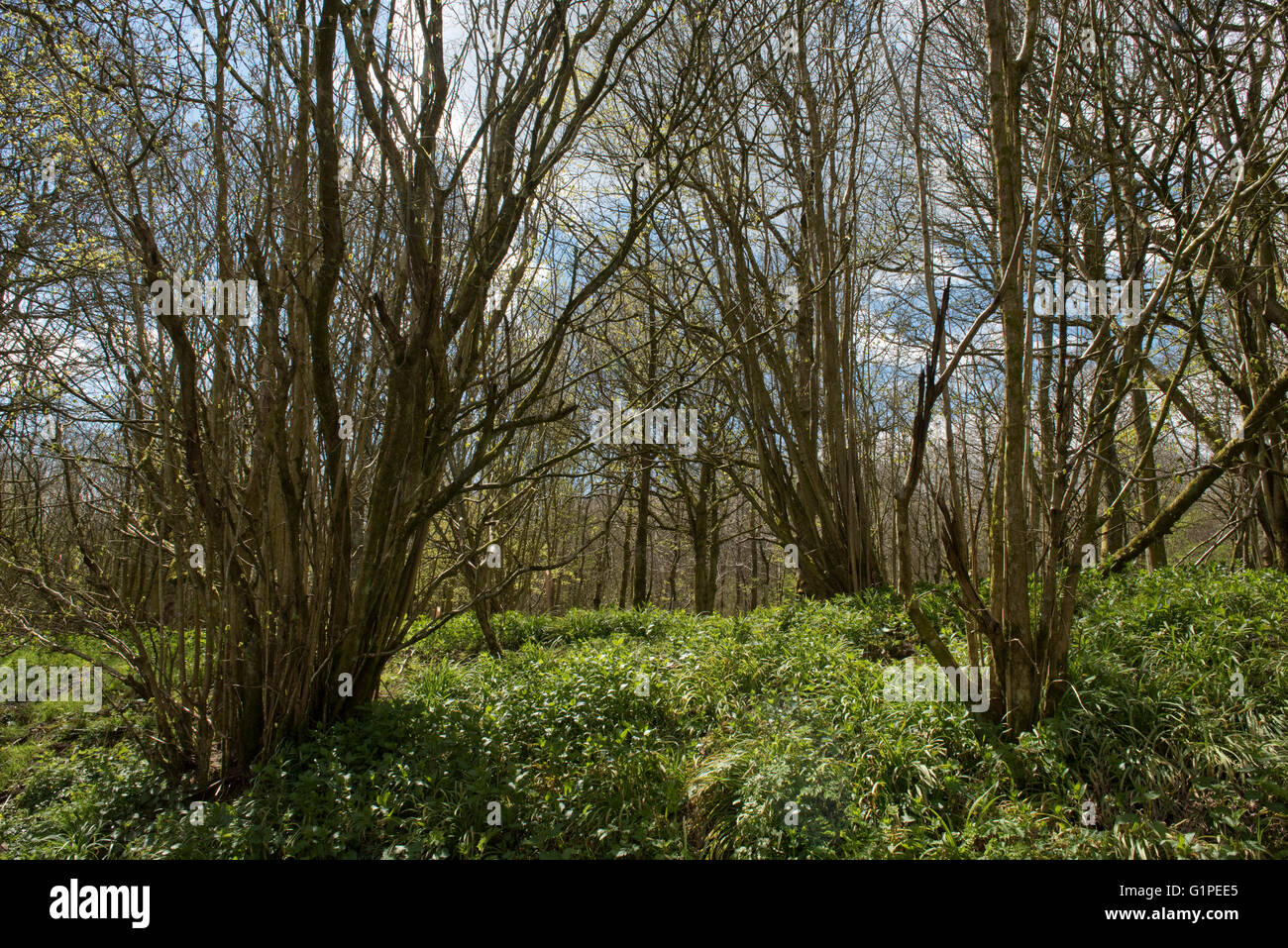 Hazel trees hi-res stock photography and images - Alamy