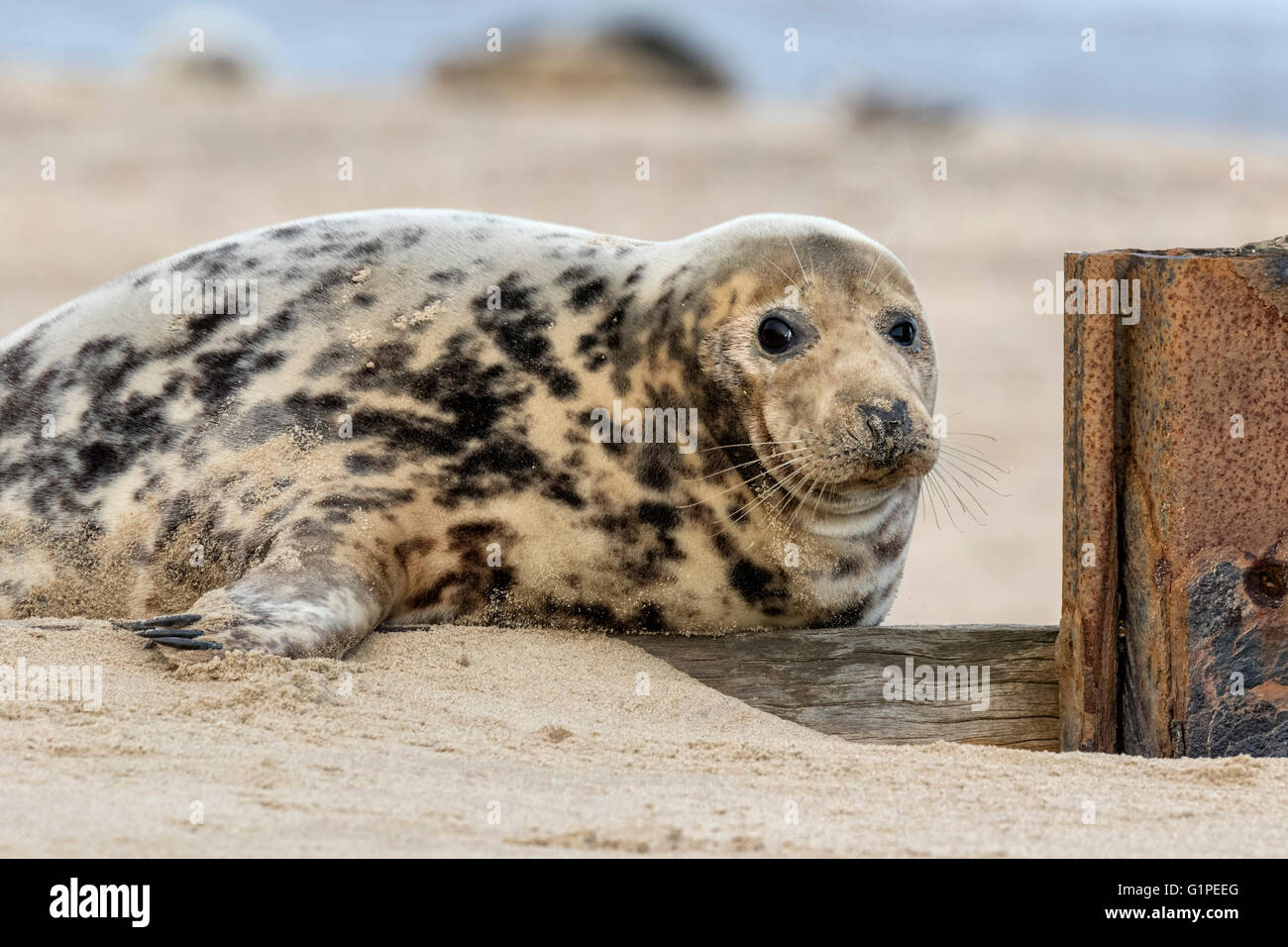 Adult atlantic seal female hi-res stock photography and images - Alamy