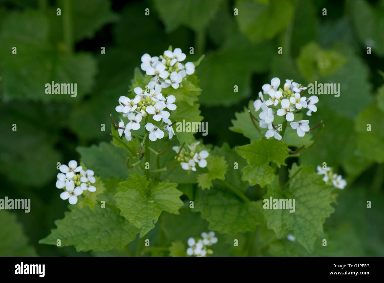 Mustart hi-res stock photography and images - Alamy