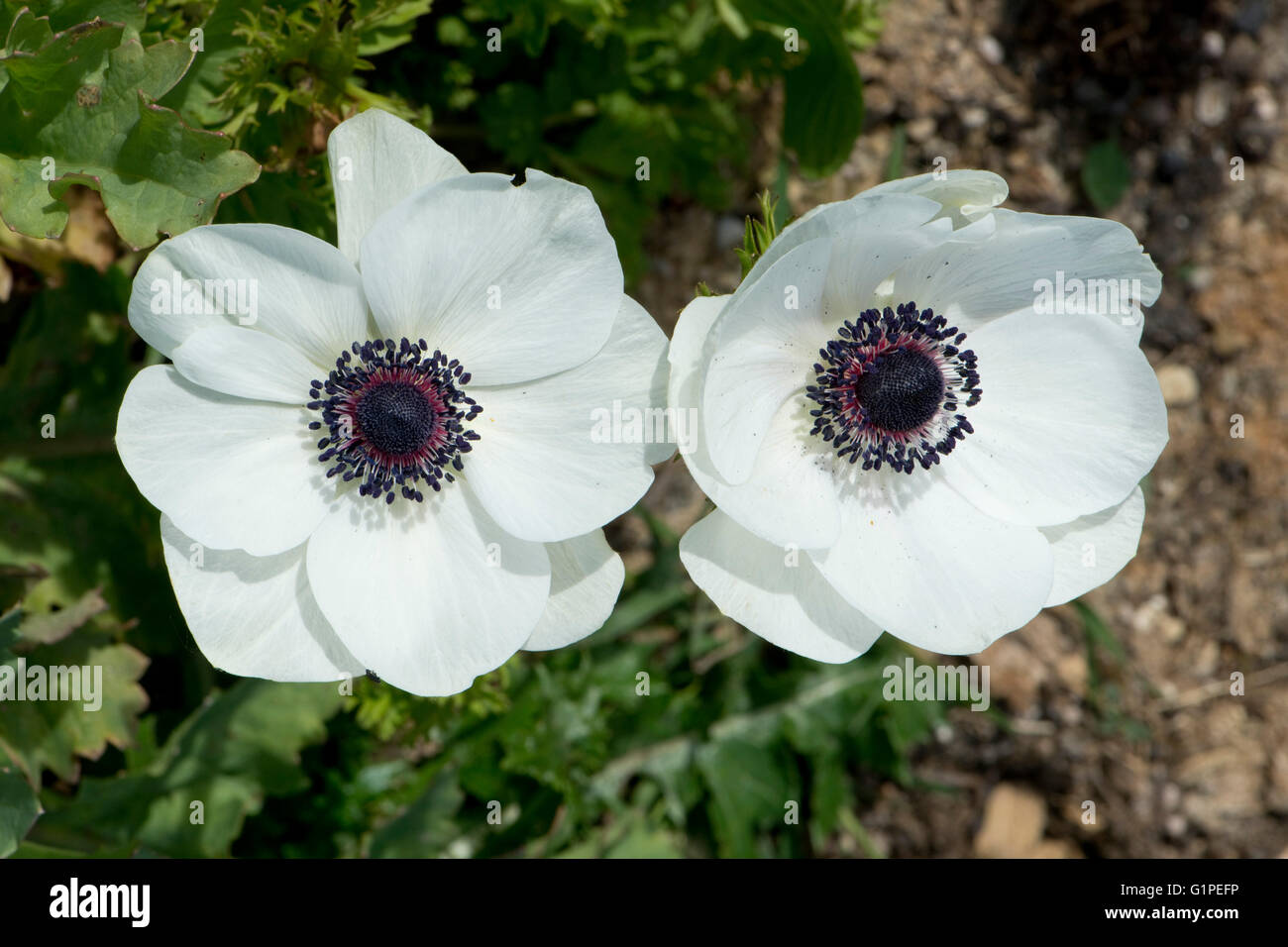 White flowers of a poppy anemone, Anemone coranaria, with dark anthers ...