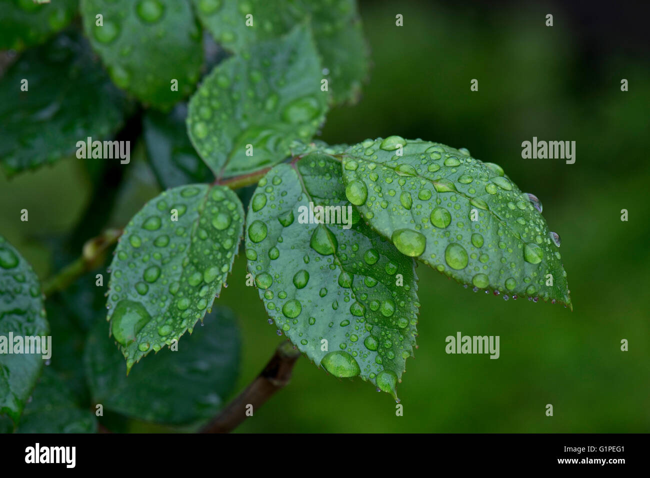 Rose leaves hi-res stock photography and images - Alamy