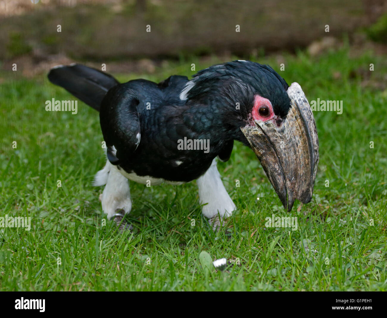 Trumpeter Hornbill (bycanistes bucinator Stock Photo - Alamy