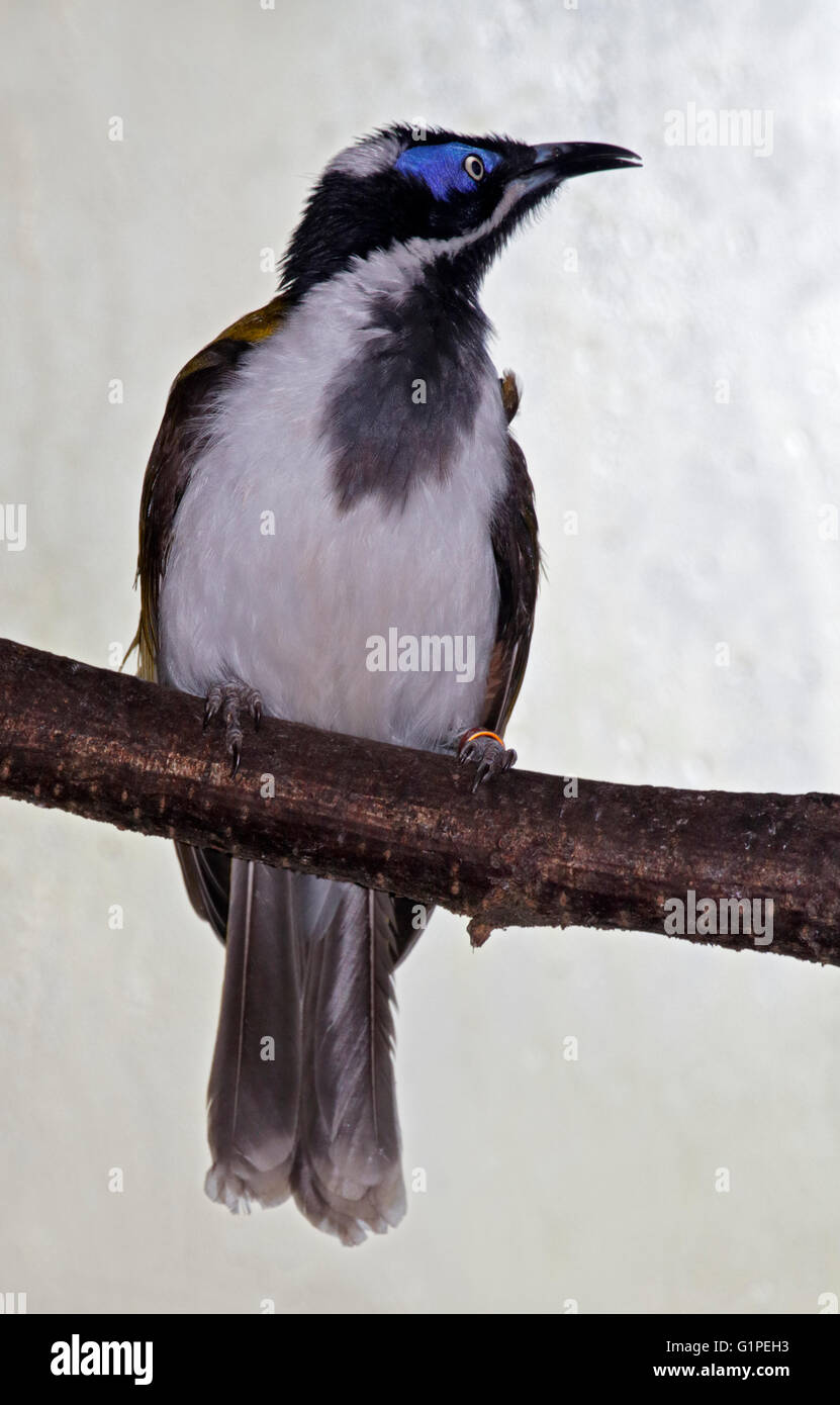 Blue faced birds hi-res stock photography and images - Alamy