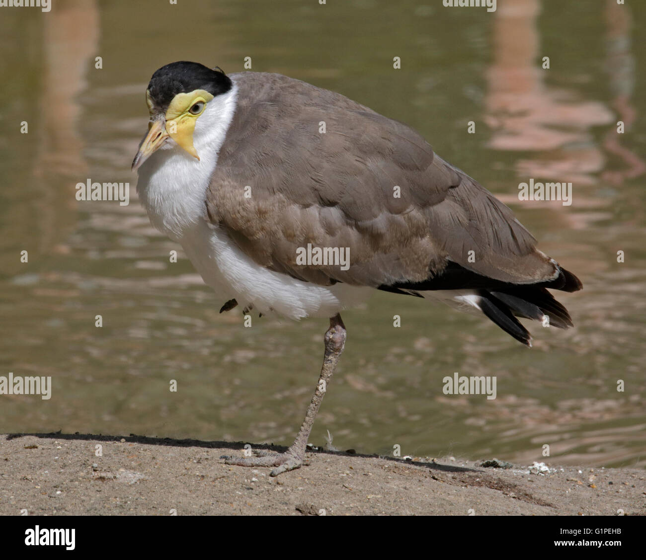 Masked Lapwing/Masked Plover (vanellus miles Stock Photo - Alamy