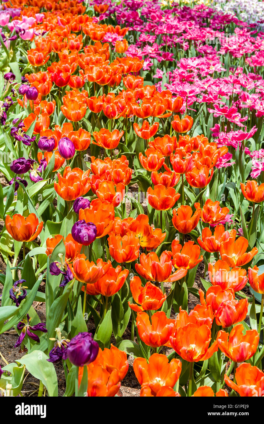Different colors of tulip flowers hi-res stock photography and images ...