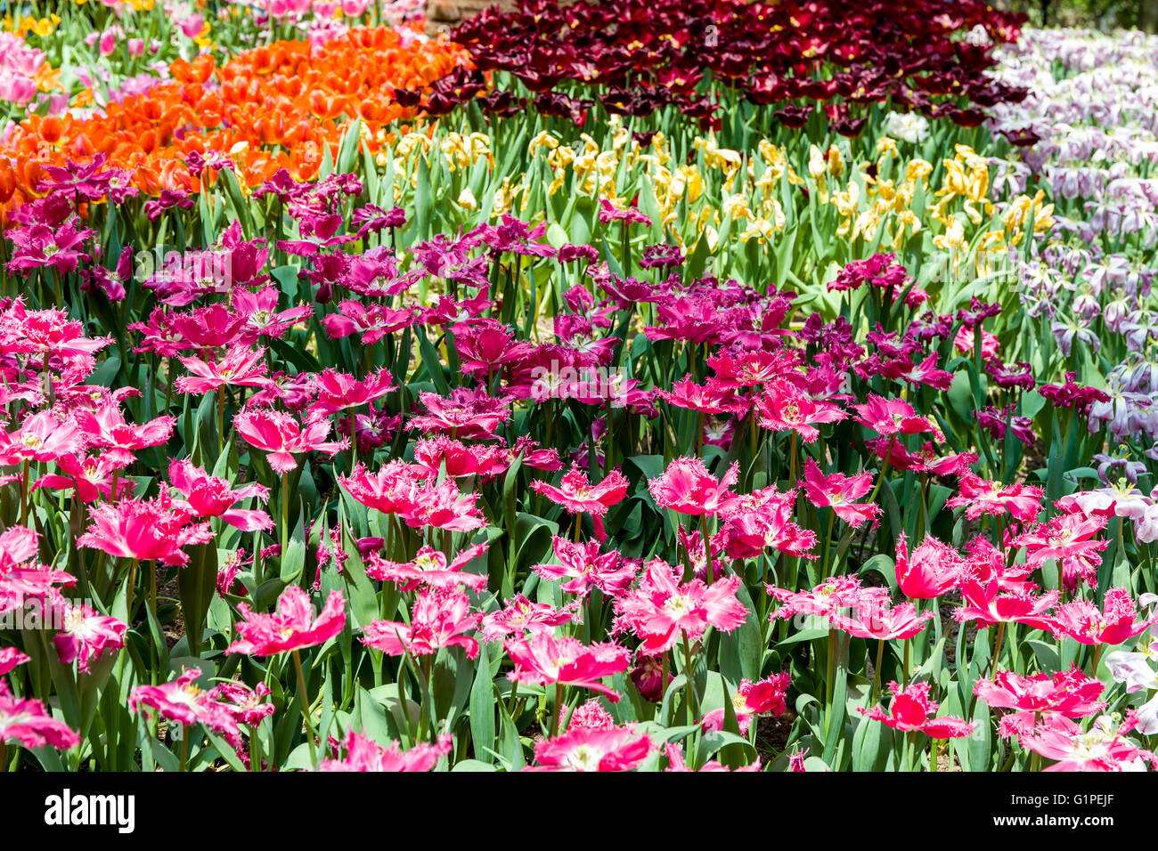 Many flowers in different colors in field Stock Photo - Alamy