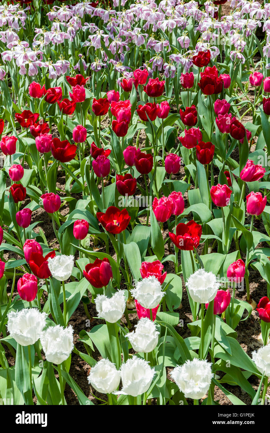 Different colors of tulip flowers hi-res stock photography and images ...