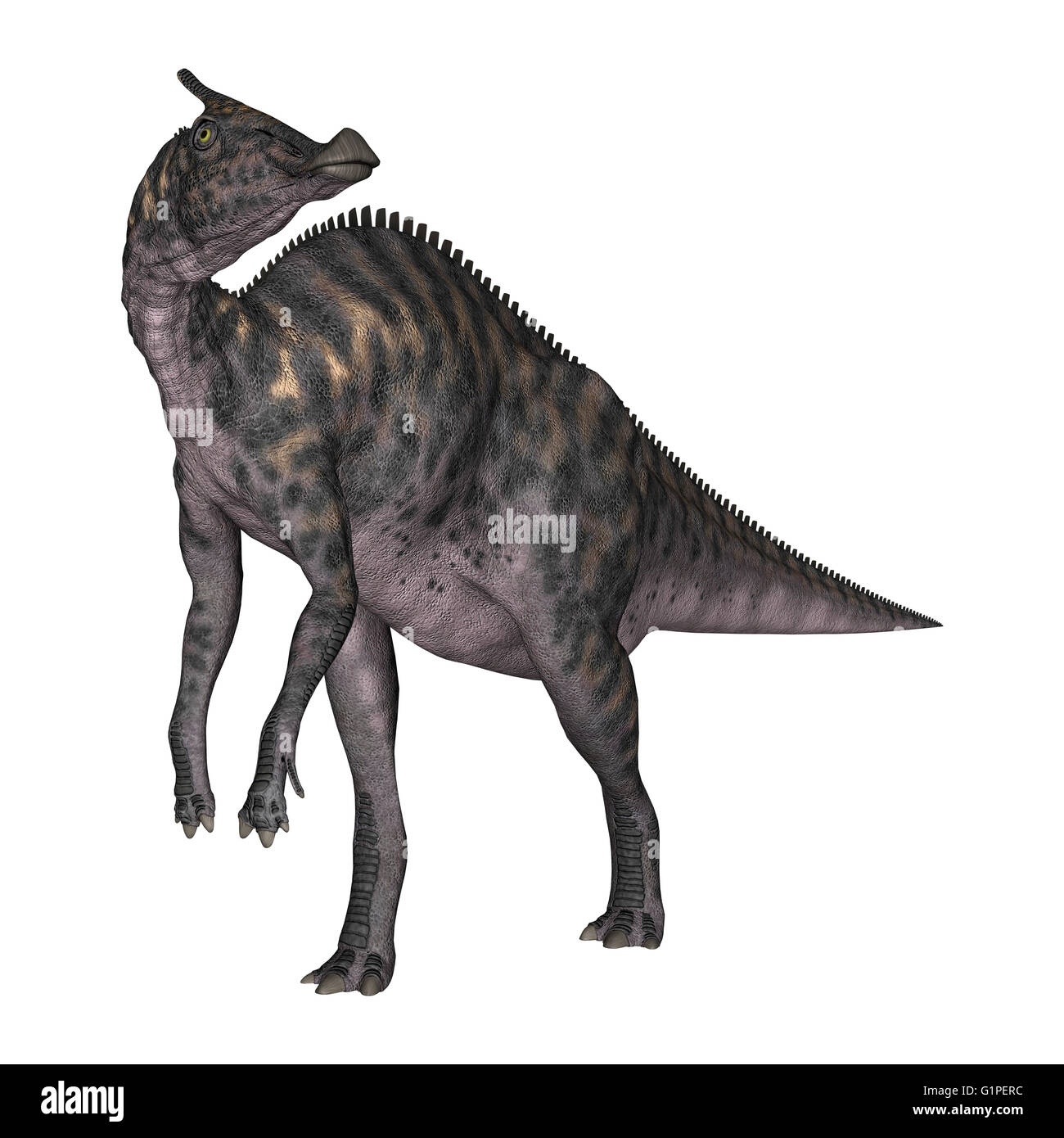 3D rendering of a dinosaur Saurolophus isolated on white background ...