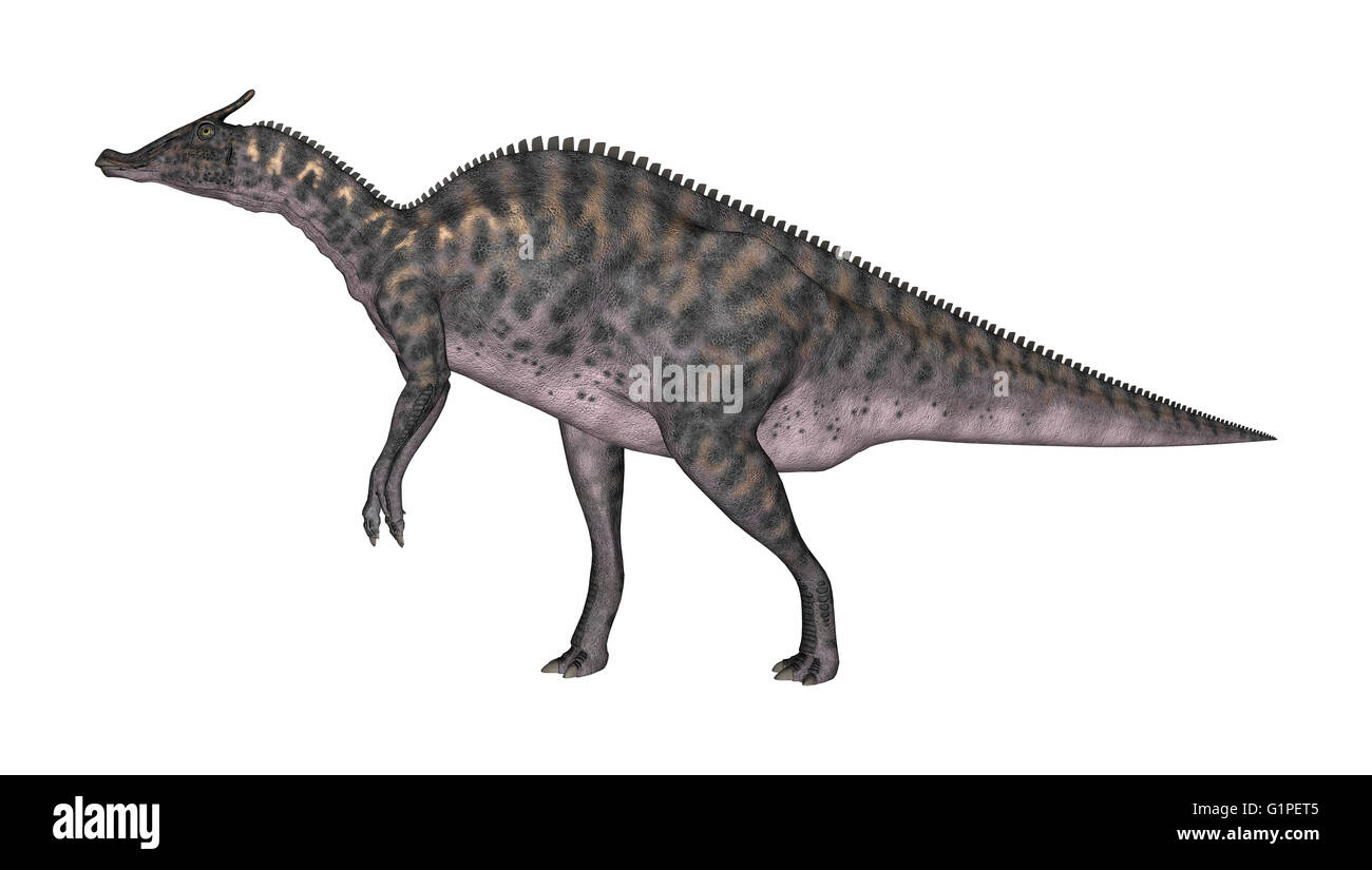 3D rendering of a dinosaur Saurolophus isolated on white background ...