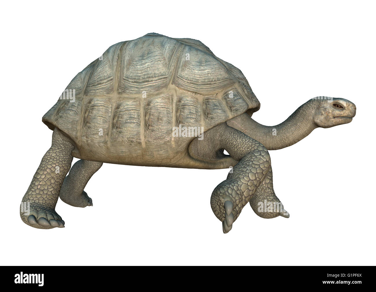 3D rendering of a turtle Galapagos Tortoise isolated on white ...