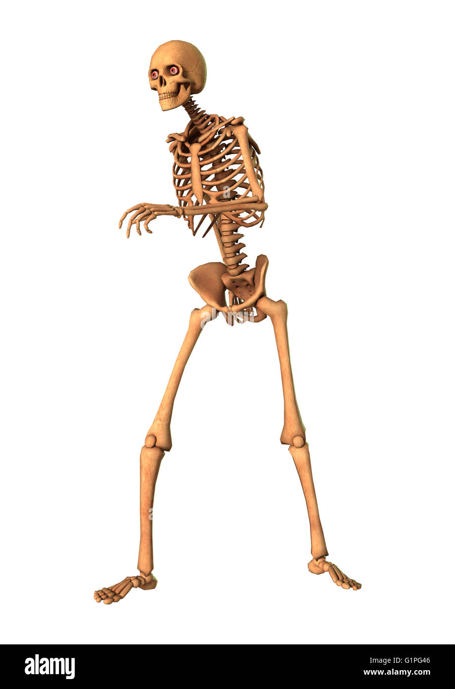 3D rendering of a human skeleton isolated on white background Stock ...