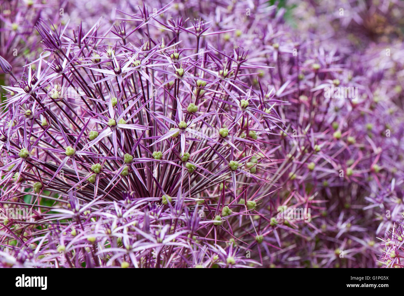 Purple spiky plant hi-res stock photography and images - Alamy