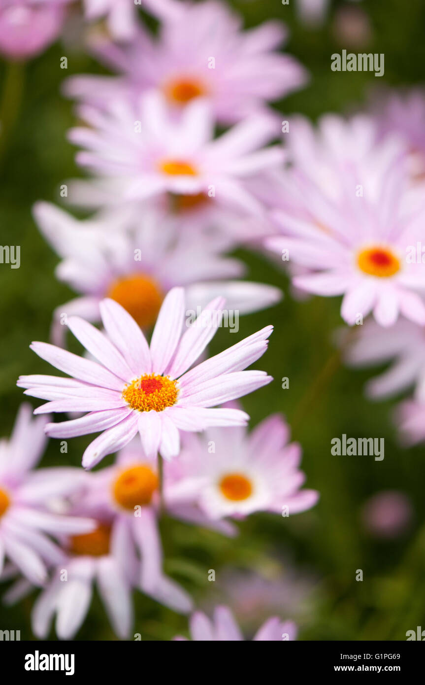 Pink daisy flower portrait hi-res stock photography and images - Alamy