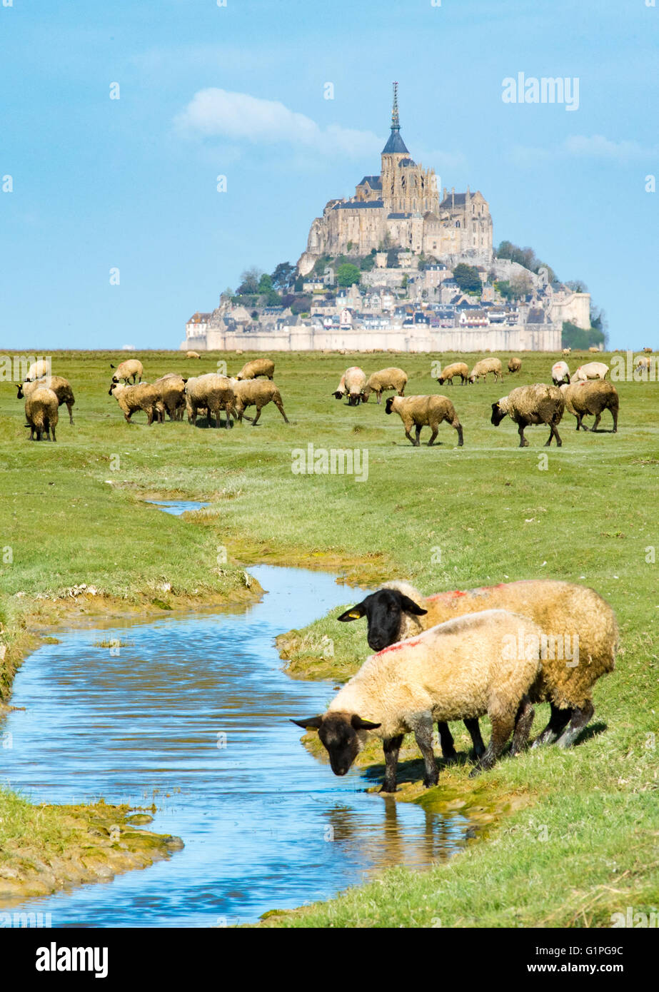 Sheep grazing on floodplain in salt marsh meadows at Mont-Saint-Michel ...