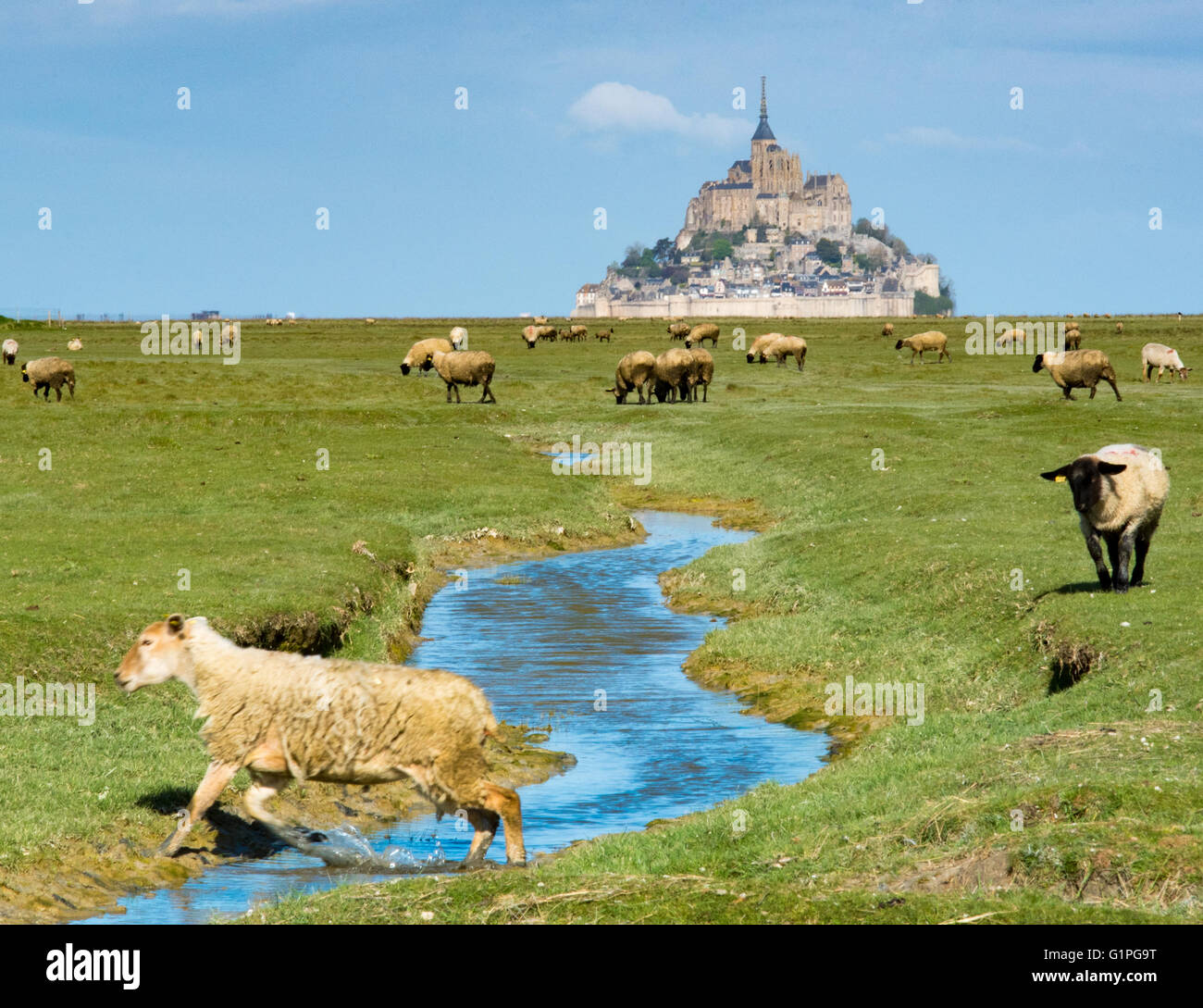 Sheep grazing on floodplain in salt marsh meadows at Mont-Saint-Michel ...