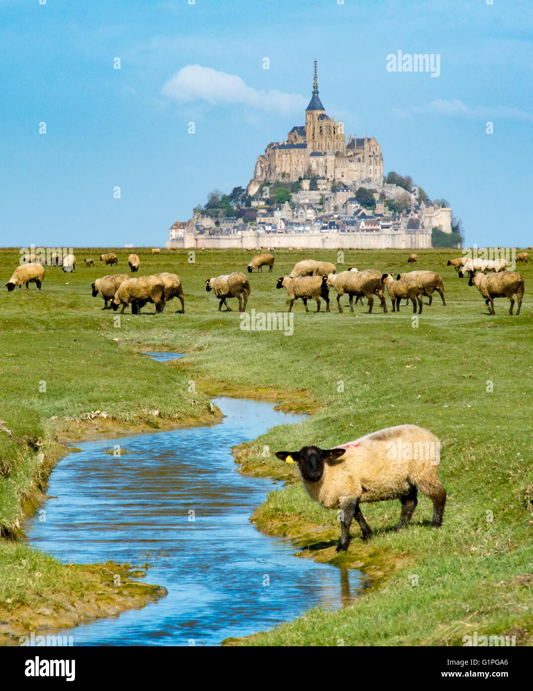 Sheep grazing in front of mont saint michel hi-res stock photography ...