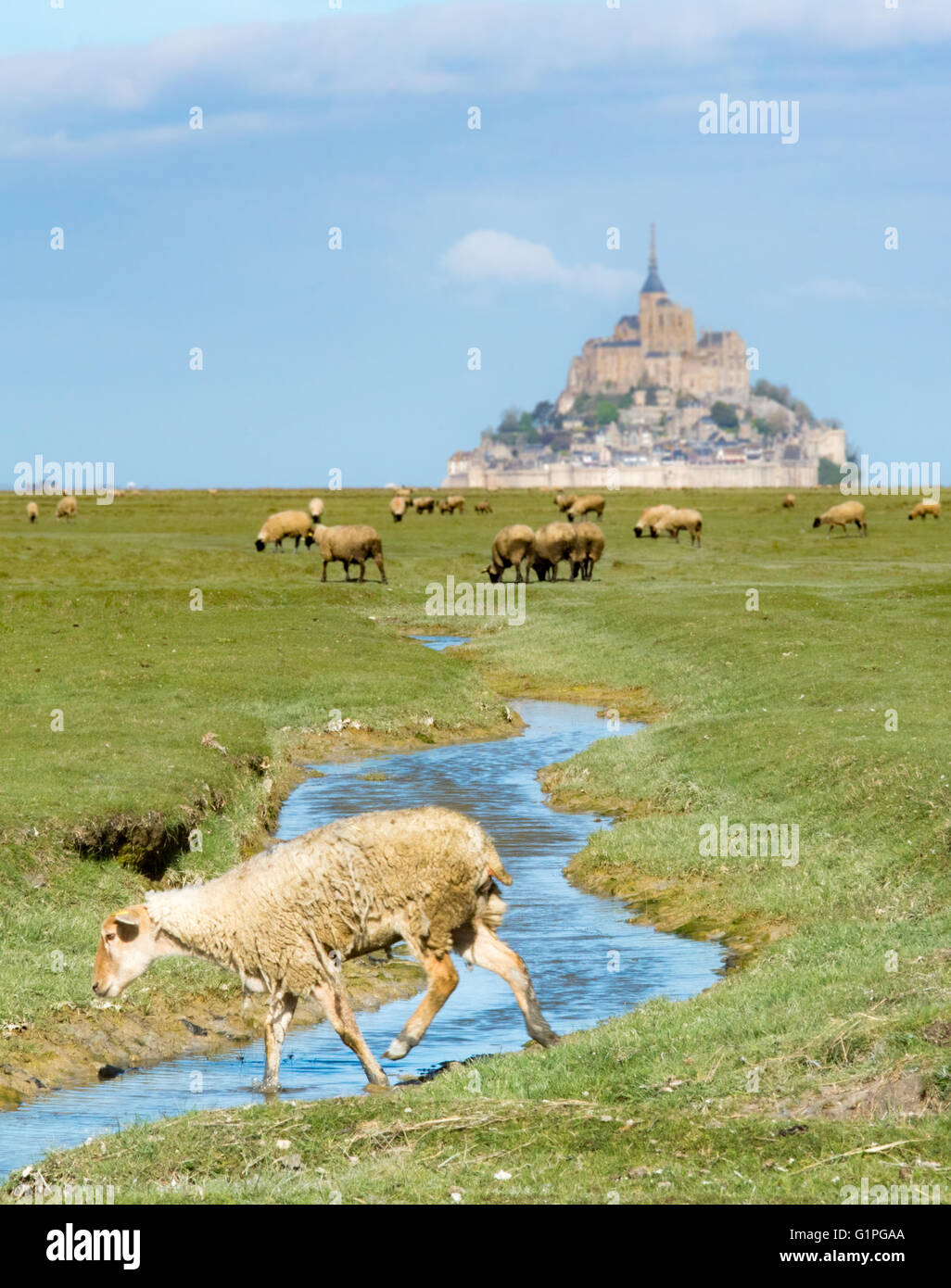 Sheep grazing on floodplain in salt marsh meadows at Mont-Saint-Michel ...