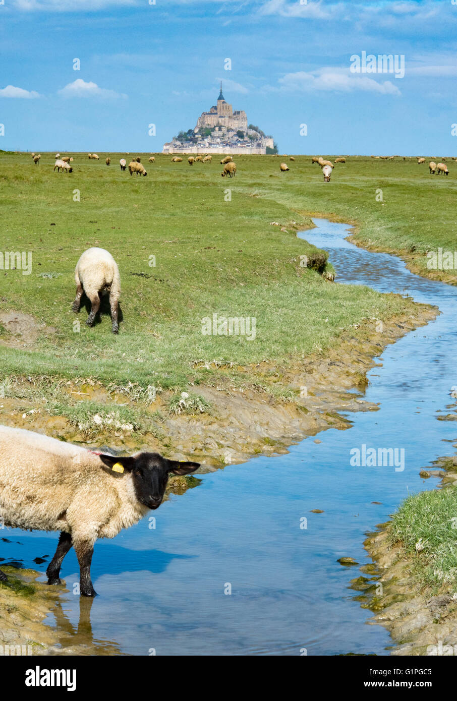 Sheep grazing on floodplain in salt marsh meadows at Mont-Saint-Michel ...