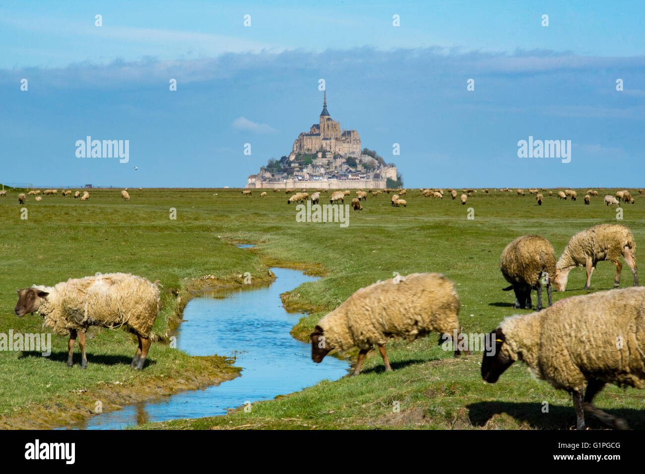 Sheep grazing on floodplain in salt marsh meadows at Mont-Saint-Michel ...