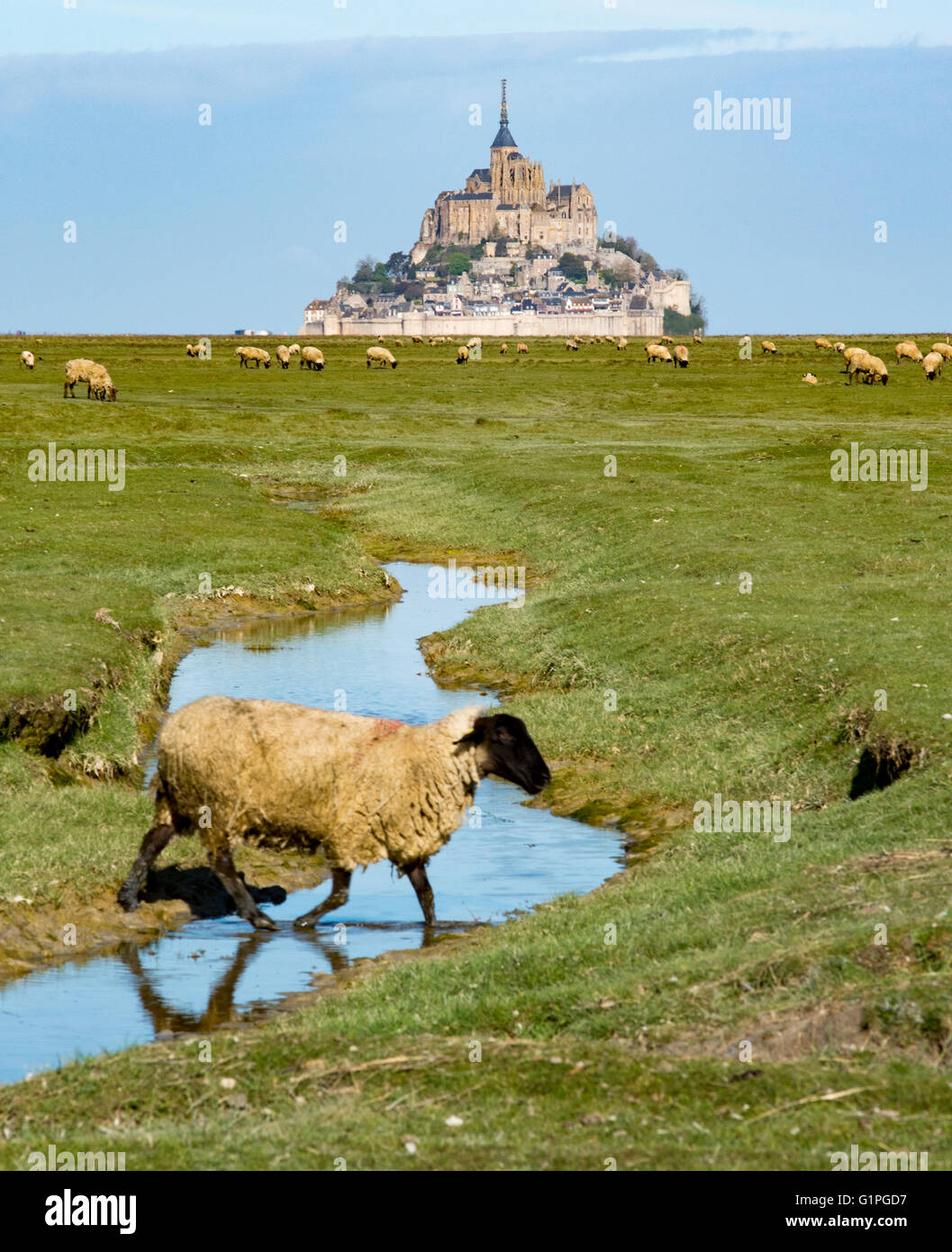 Sheep grazing on floodplain in salt marsh meadows at Mont-Saint-Michel ...