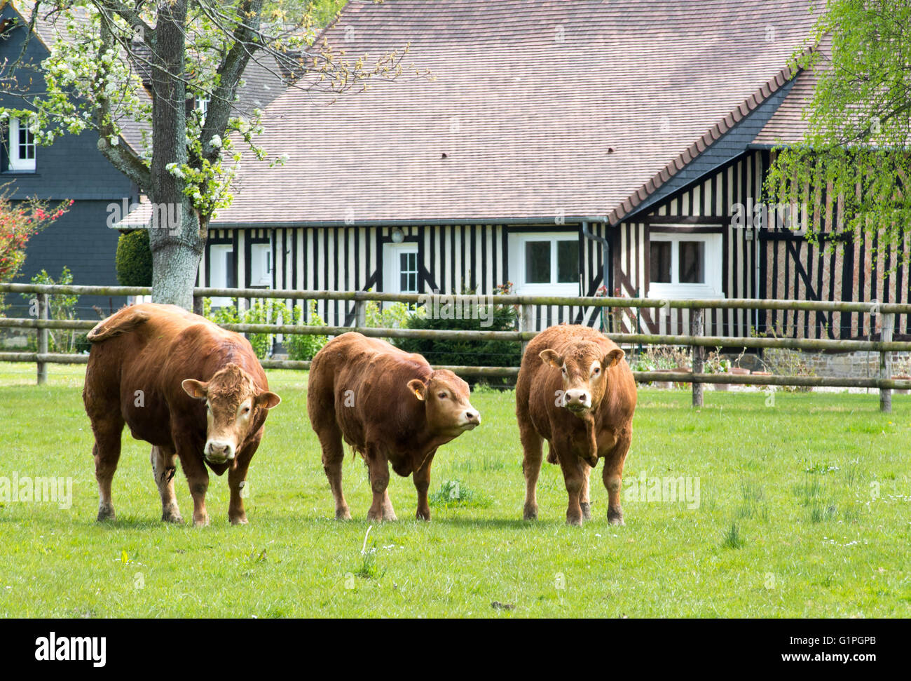 Cattle grazing in farm in Pays d'Auge region of Normandy, France Stock ...